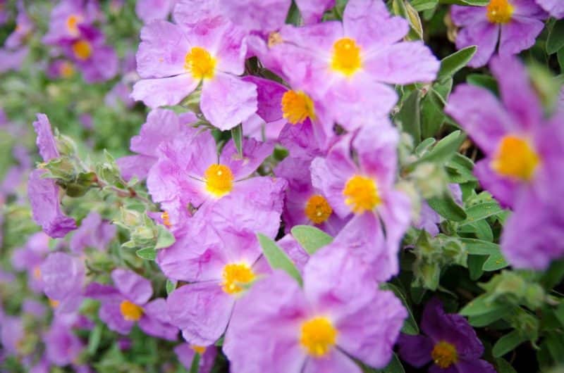 Introducing Limerick: Ireland's City of Culture - Adventurous Kate