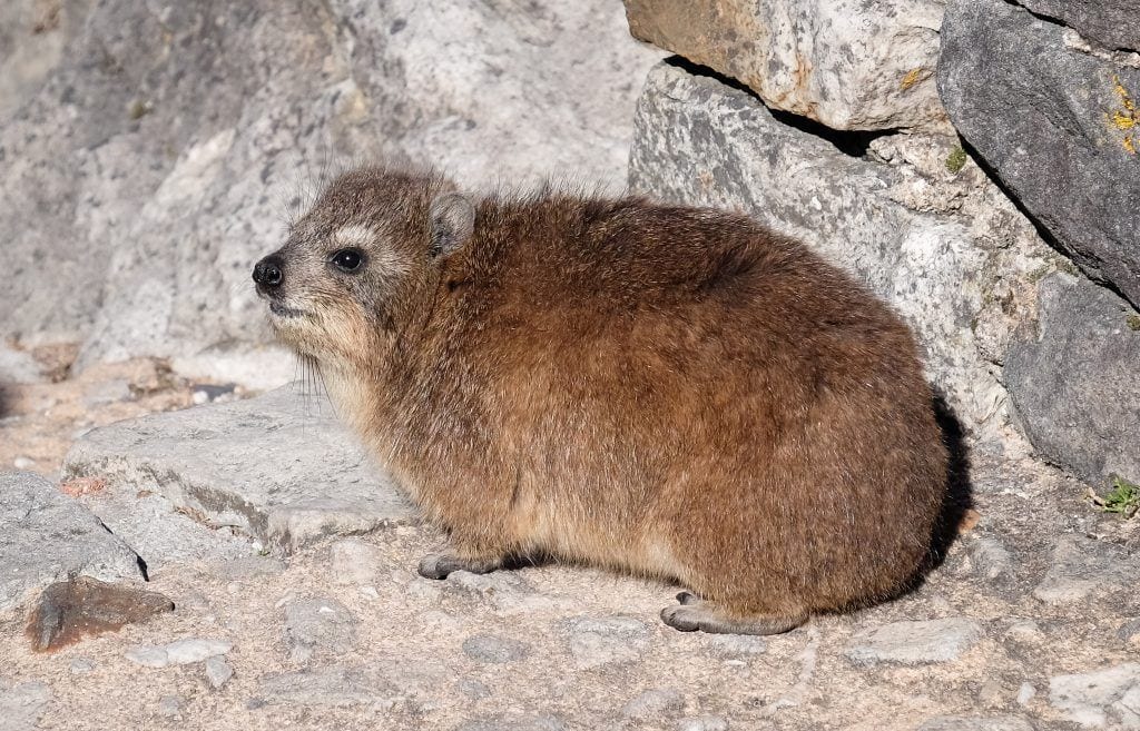 Adventurous Kate's Offbeat Guide to Cape Town - Adventurous Kate