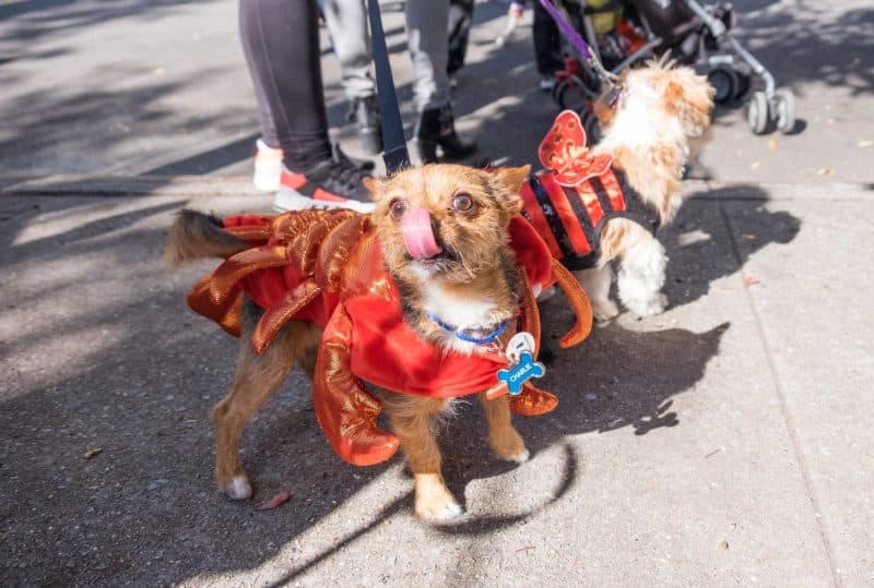 The Best Halloween Dogs in Hamilton Heights, Harlem - Adventurous Kate