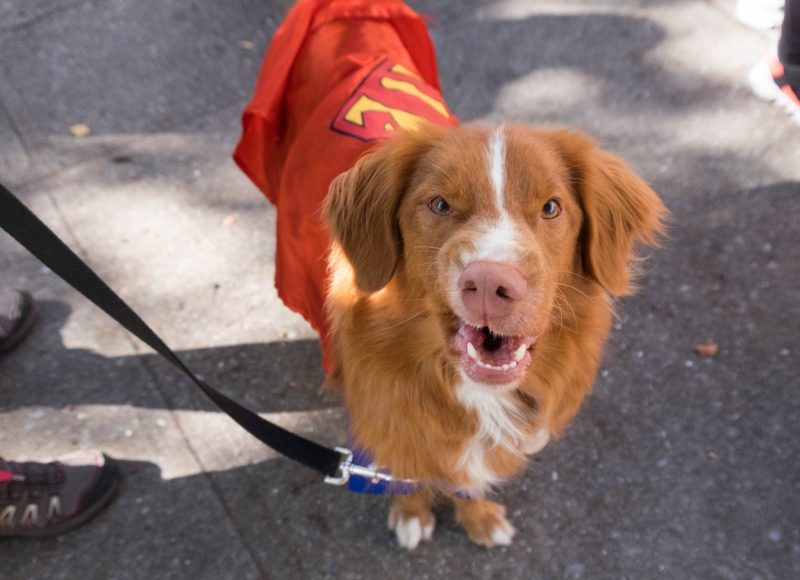The Best Halloween Dogs in Hamilton Heights, Harlem - Adventurous Kate