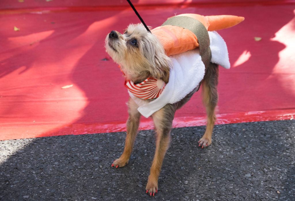 The Best Halloween Dogs in Hamilton Heights, Harlem - Adventurous Kate