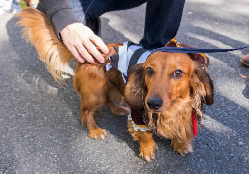 The Best Halloween Dogs in Hamilton Heights, Harlem - Adventurous Kate