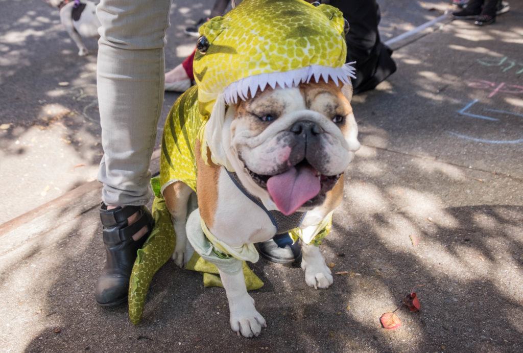 The Best Halloween Dogs in Hamilton Heights, Harlem - Adventurous Kate