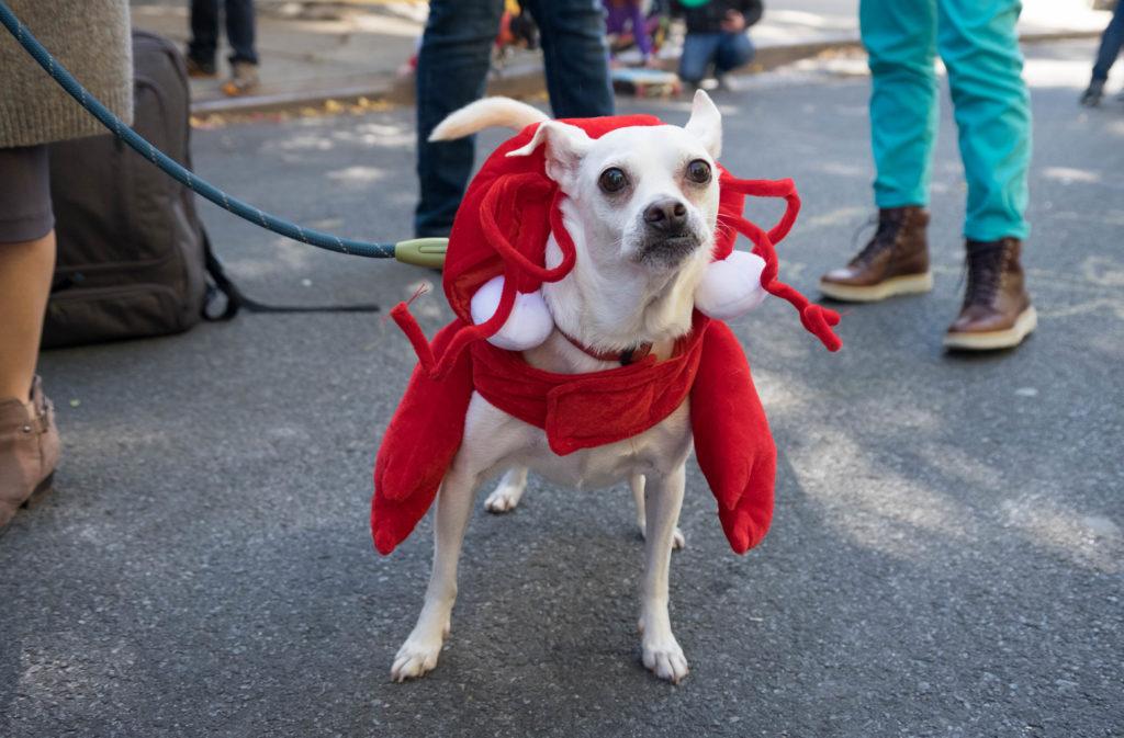 The Best Halloween Dogs in Hamilton Heights, Harlem - Adventurous Kate