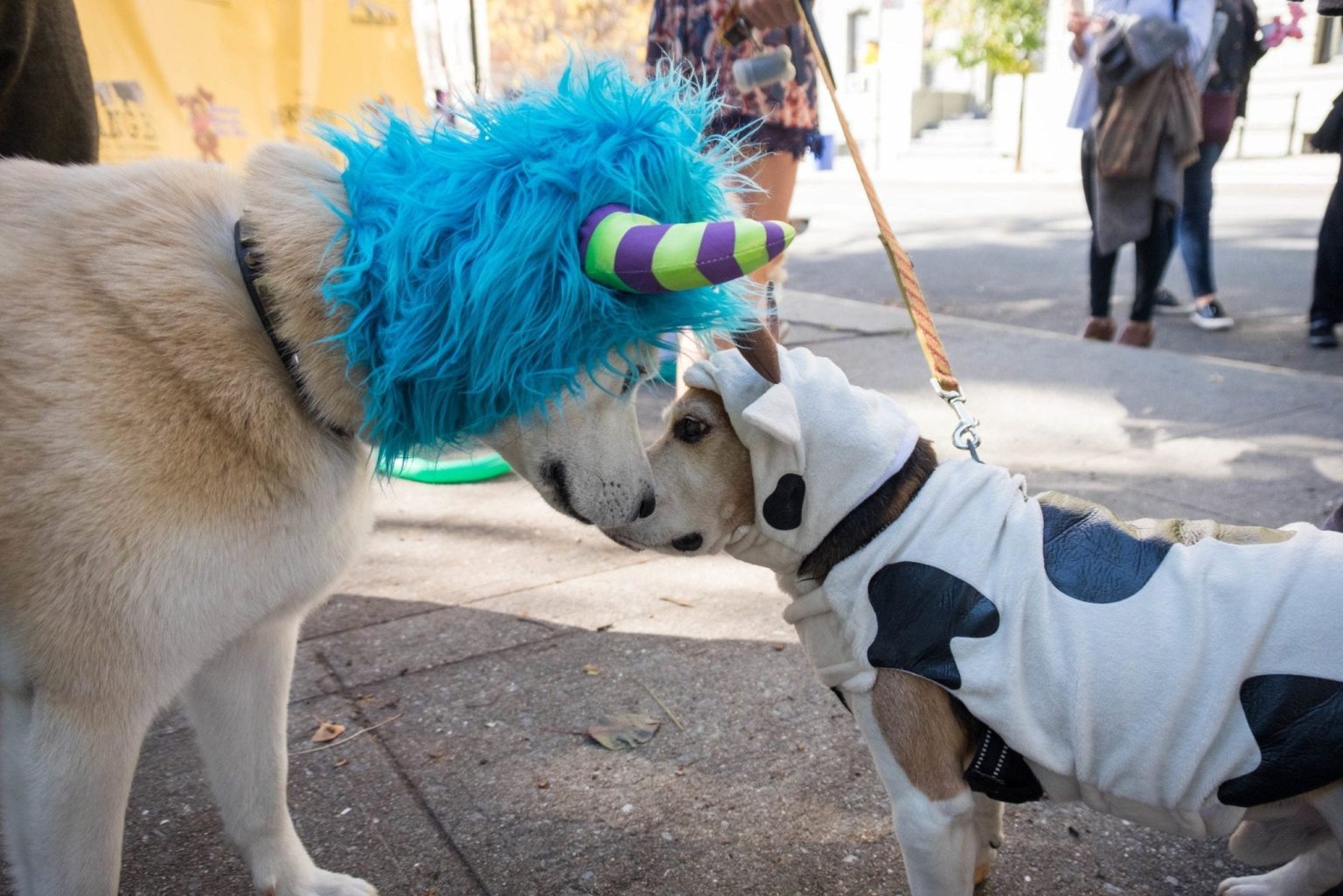 The Best Halloween Dogs in Hamilton Heights, Harlem - Adventurous Kate